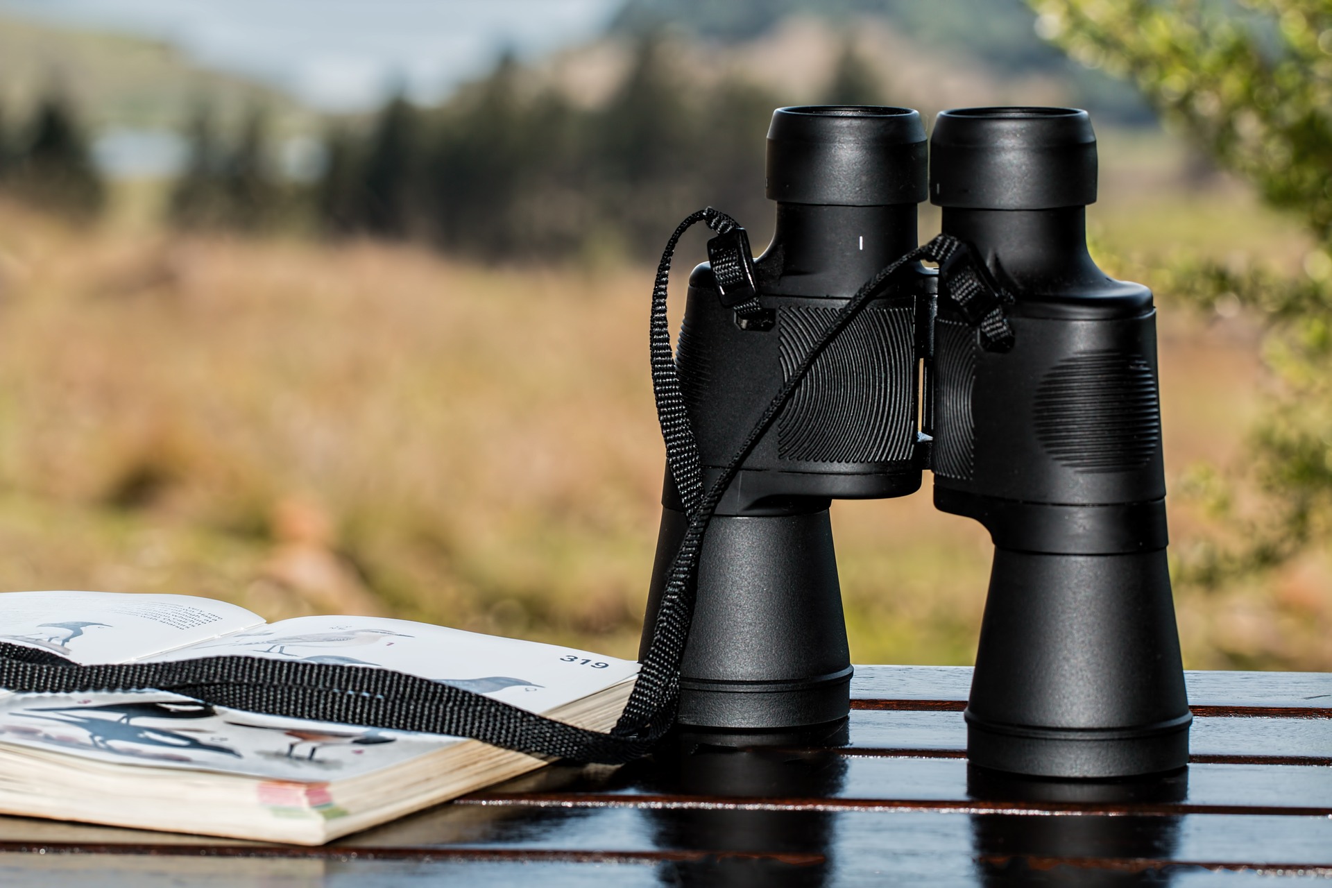 The best spots for birdwatching in South Devon | Dart Valley Cottages